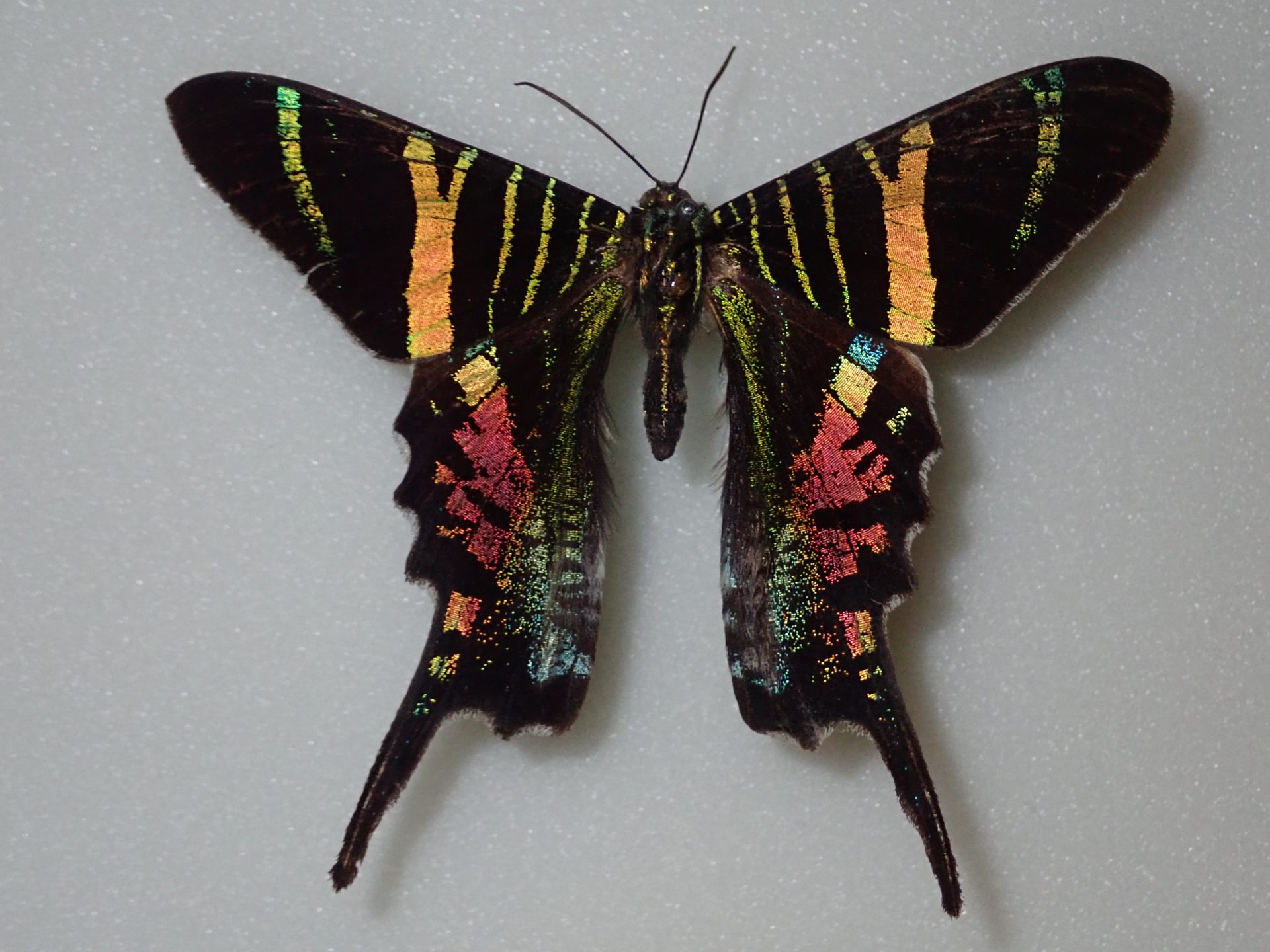 Living Colours: A Story of Structural Colour in Nature and Science ...
