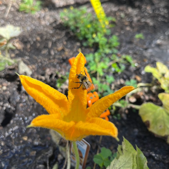 Citing Indigenous Elders and Knowledge Keepers — news.library.ualberta.ca