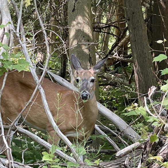 Citing Indigenous Elders and Knowledge Keepers — news.library.ualberta.ca